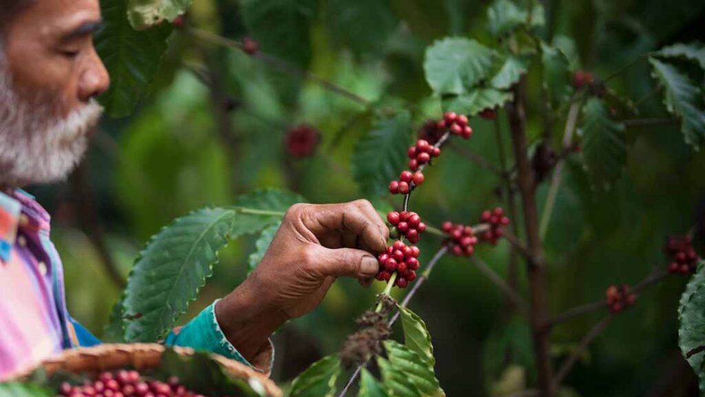 El Comercio Justo como clave para los ODS - AlterNativa3